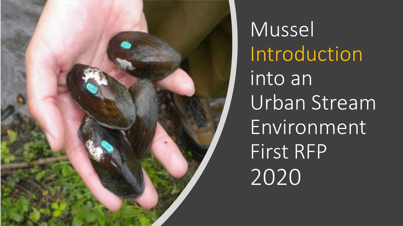 Mussel Introduction & Performance in an Urban Stream Environment | Resource Protection Group, Inc.